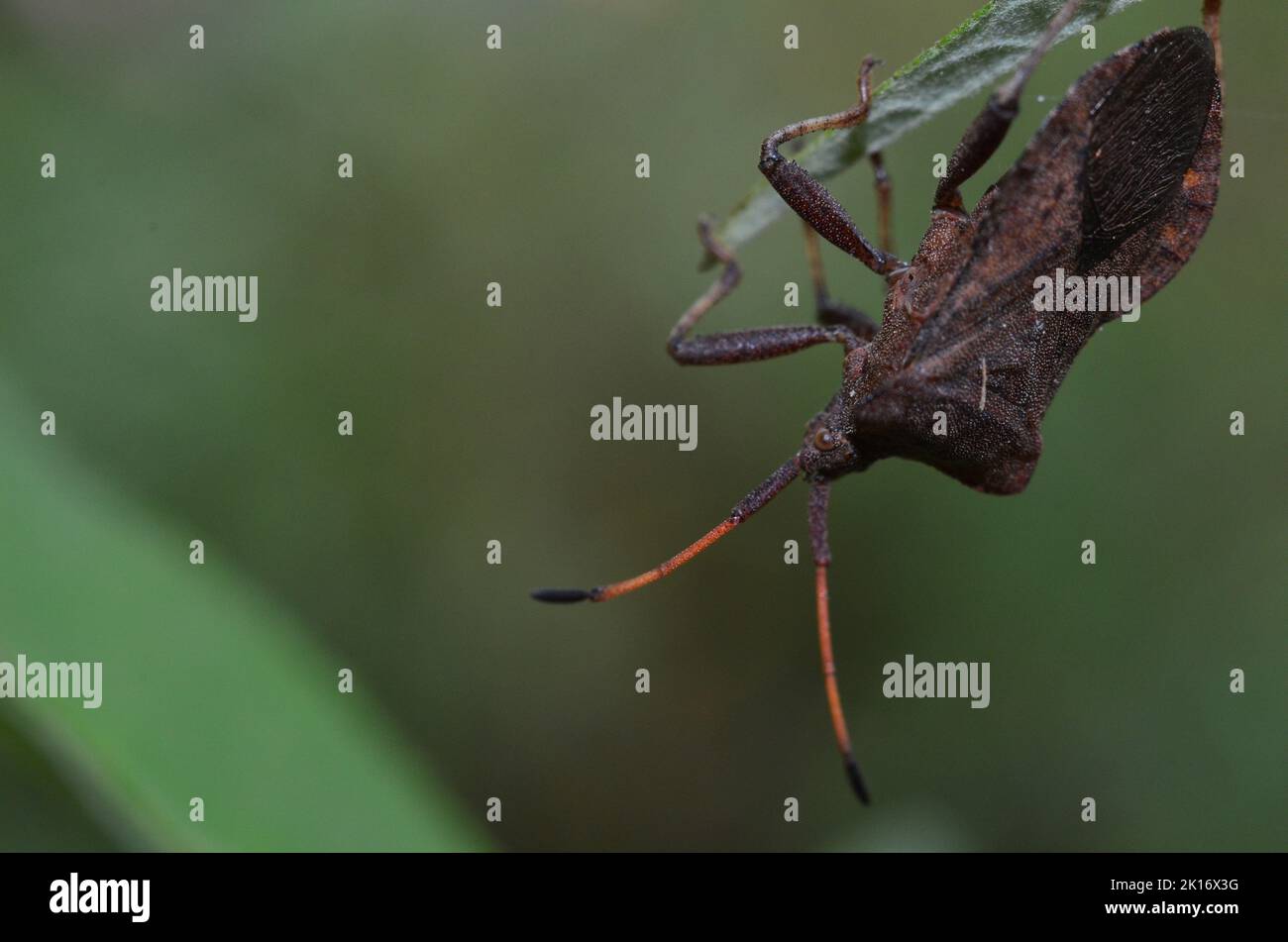 Bug coreidae insect hi-res stock photography and images - Alamy