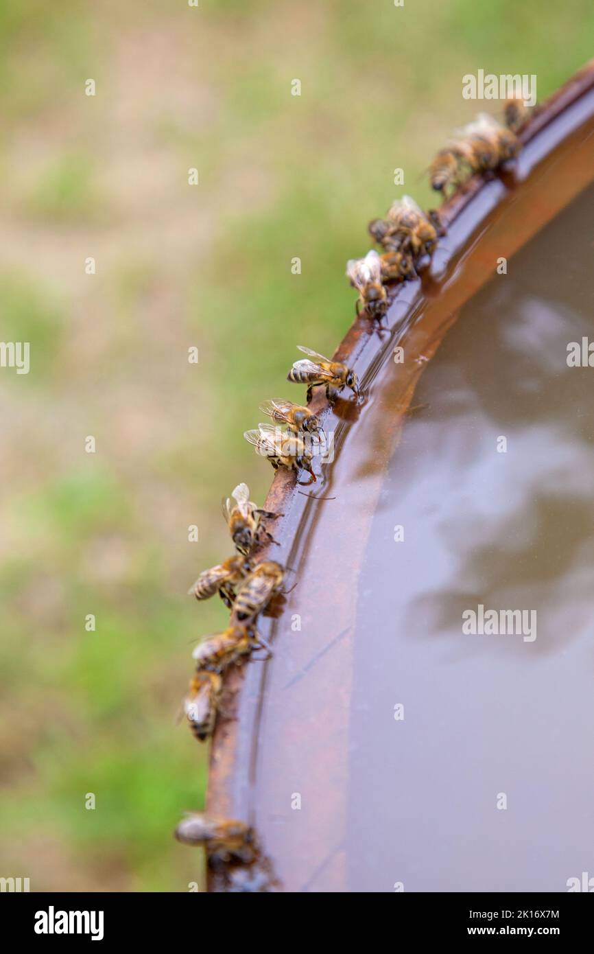 Busy bees, close up view of the working bees. Bees close up showing ...