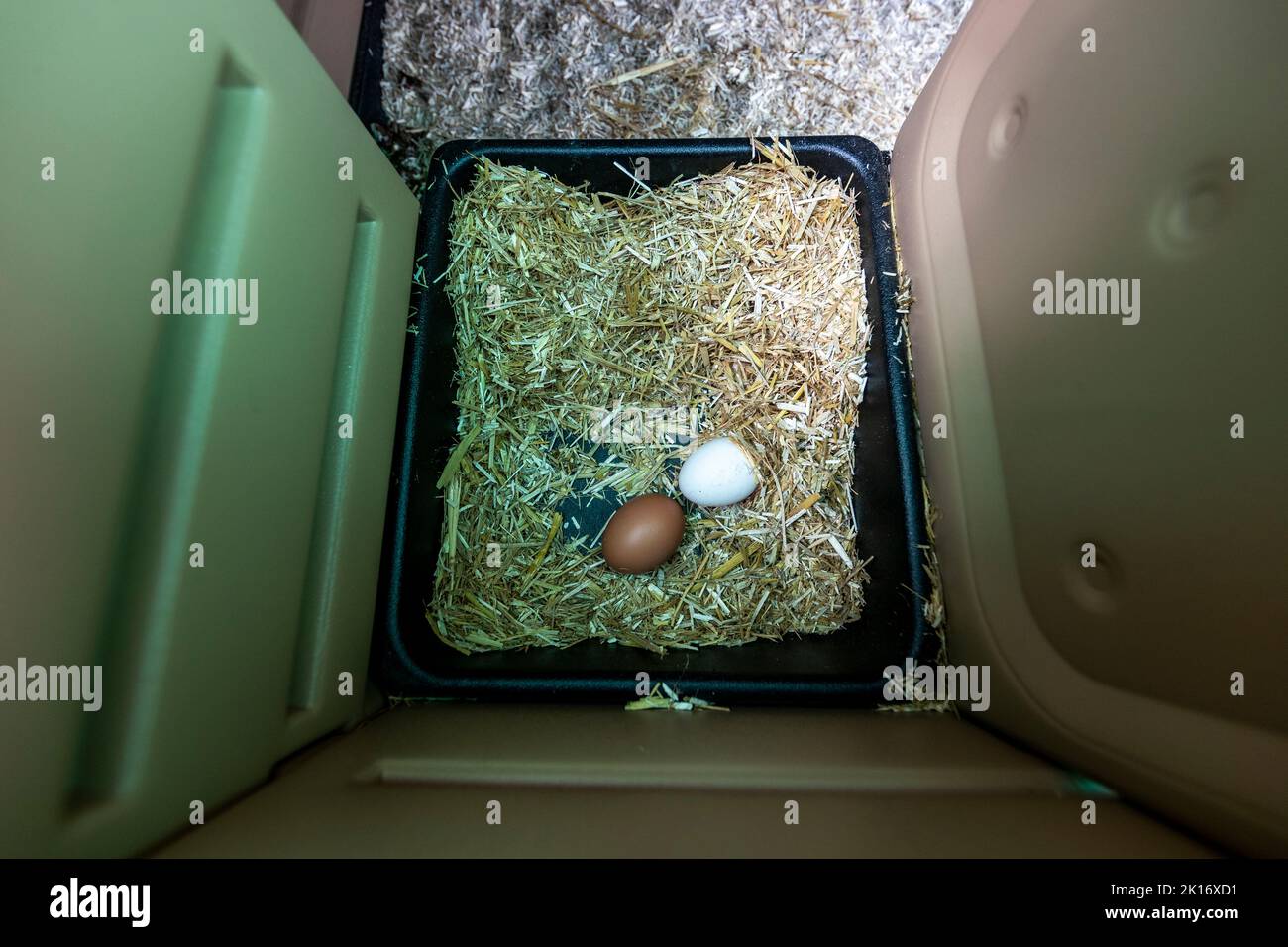 My first chickens. Keeping hens for egg production Stock Photo - Alamy