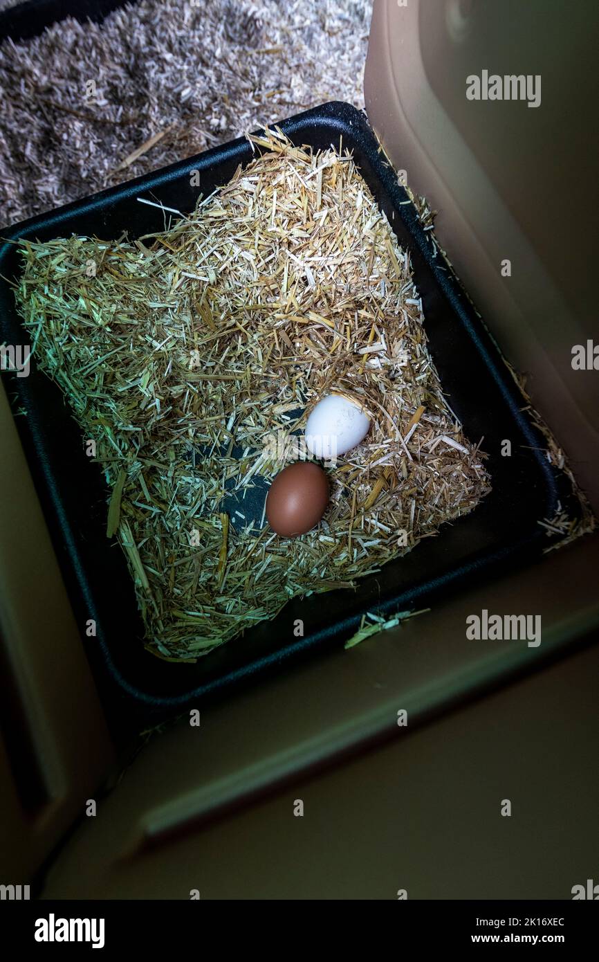 My first chickens. Keeping hens for egg production Stock Photo - Alamy