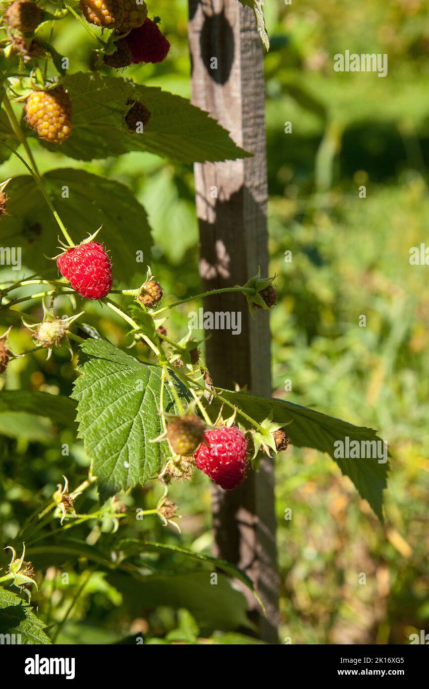 Lots of red ripe raspberries on a bush. Close up of fresh organic ...