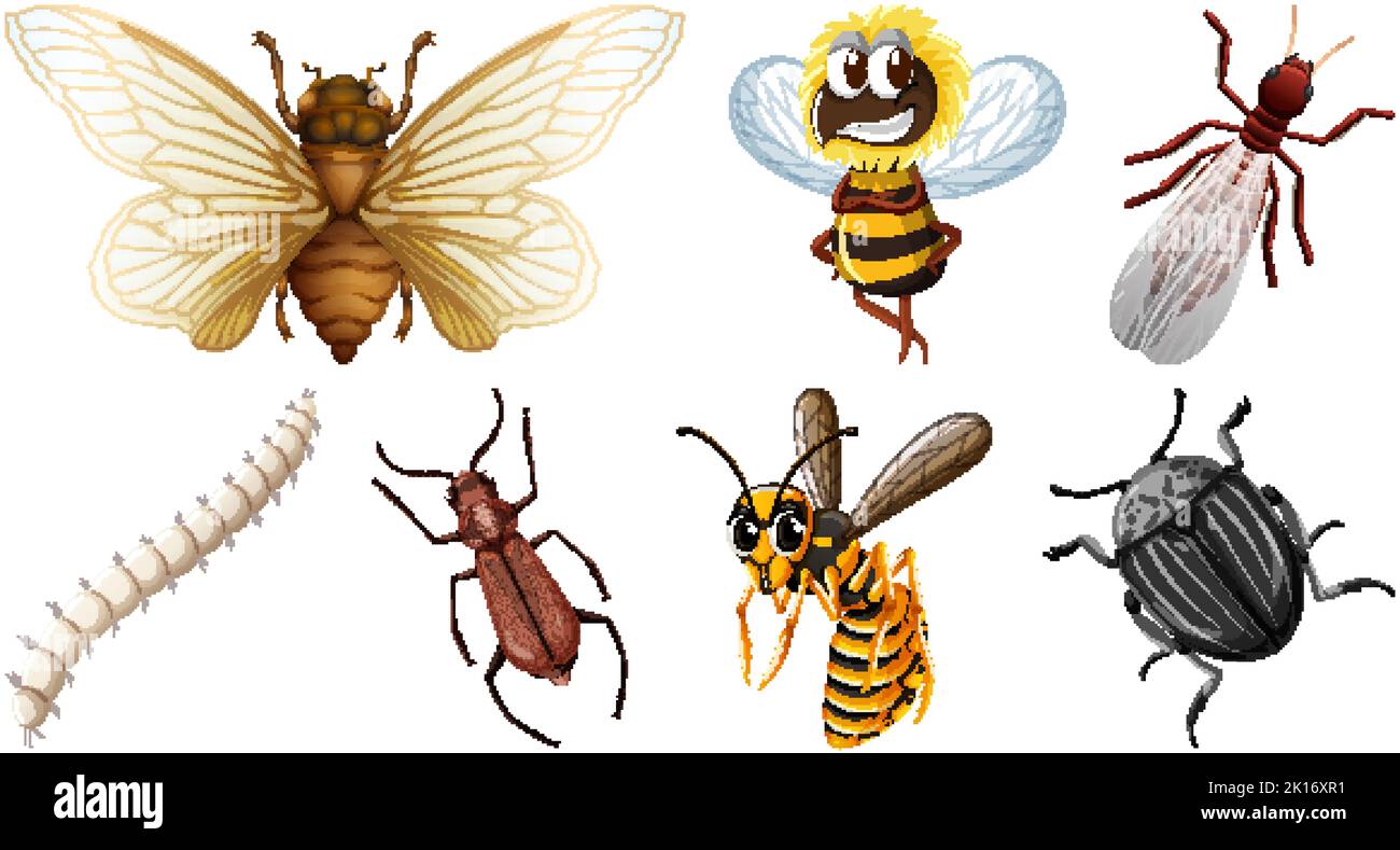 Collection of different insects vector illustration Stock Vector Image ...