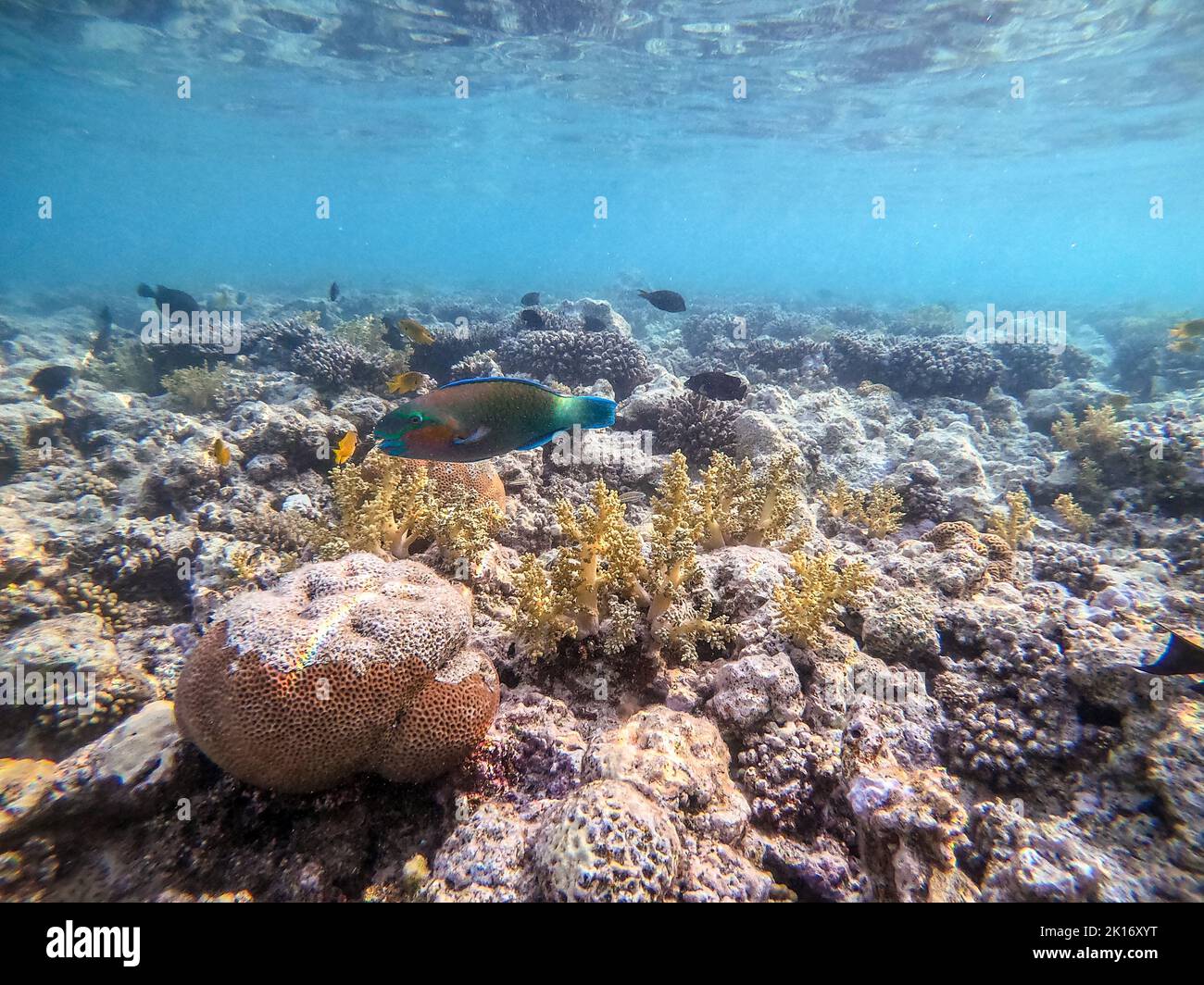 Colorful tropical Hipposcarus longiceps or Longnose Parrotfish known as ...