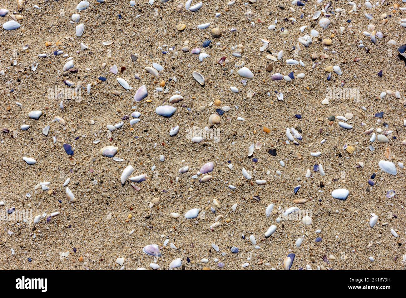 Natural sand surface with shell fragments for use as a background Stock ...
