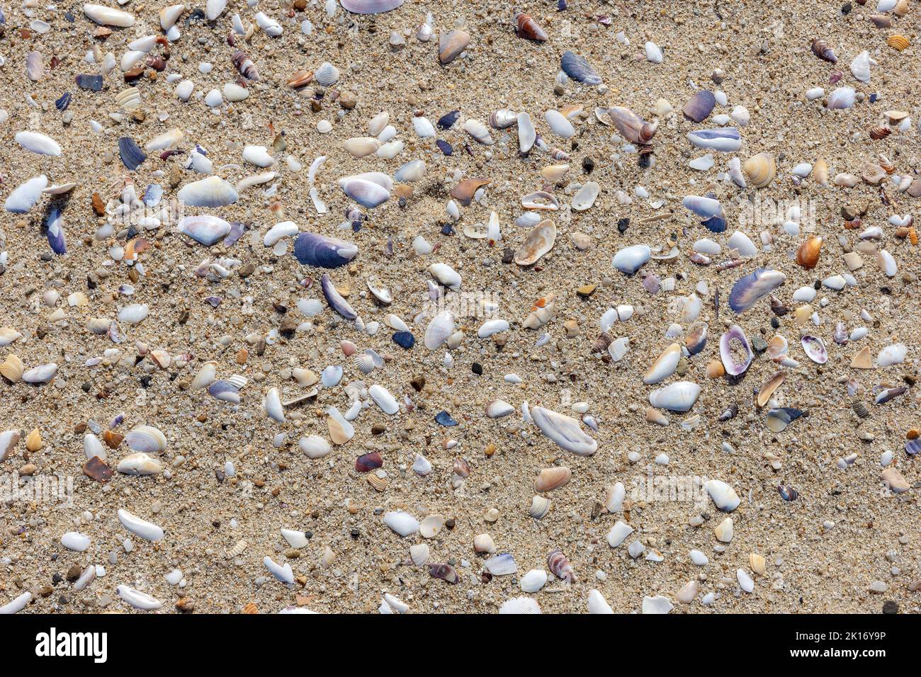 Natural sand surface with shell fragments for use as a background Stock ...