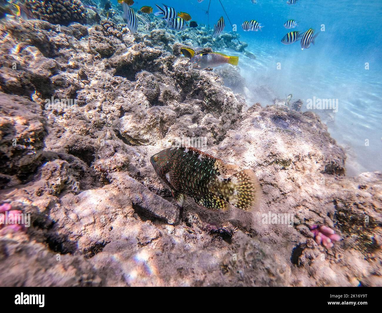 Tropical Abudjubbe's wrasse known as Cheilinus abudjubbe underwater at ...