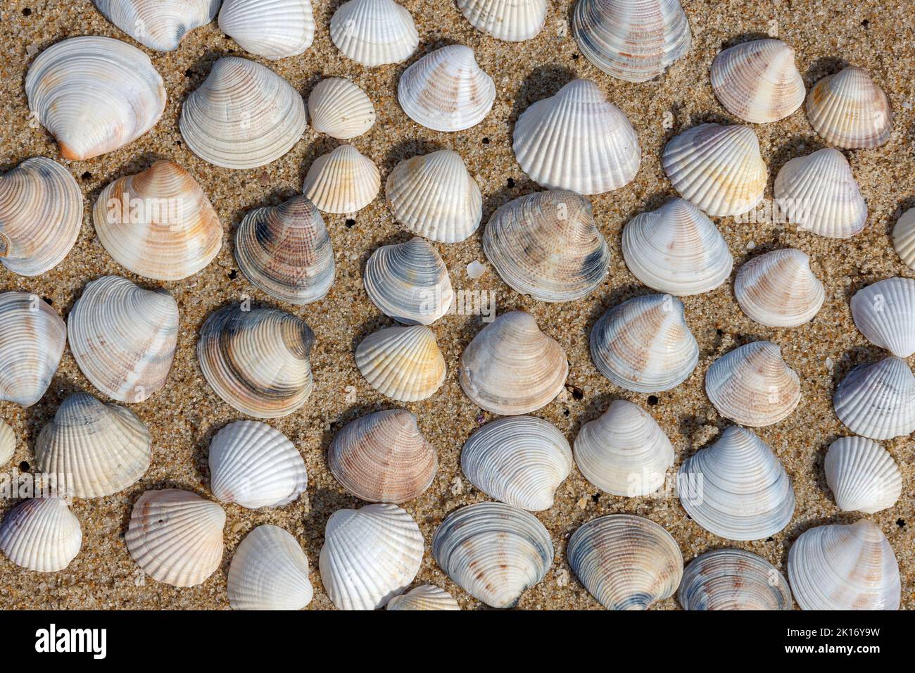 beautiful stacked on sand shell marine clams Stock Photo - Alamy