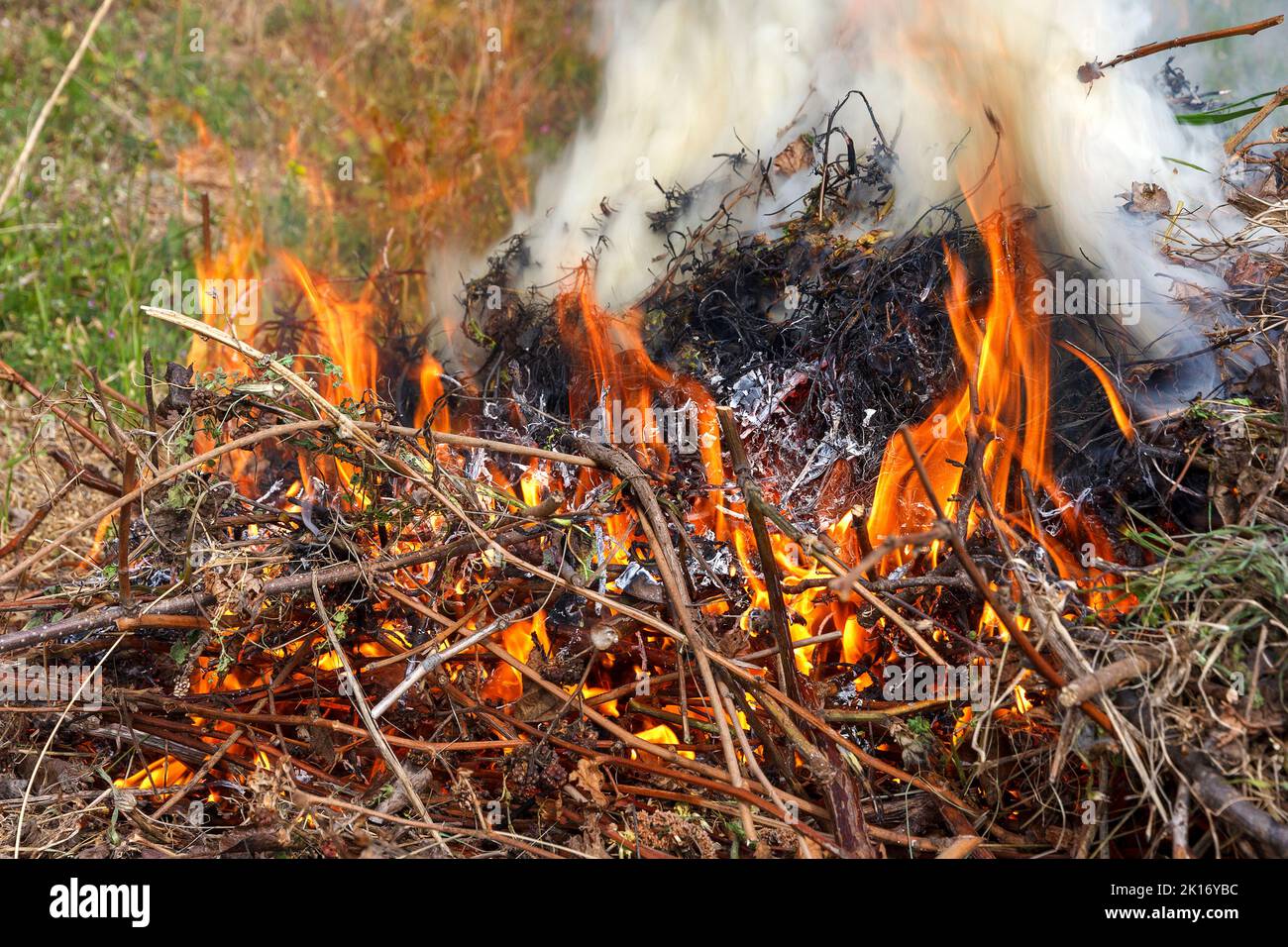 Fire in the garden, weeds, and branches are burning after harvest ...