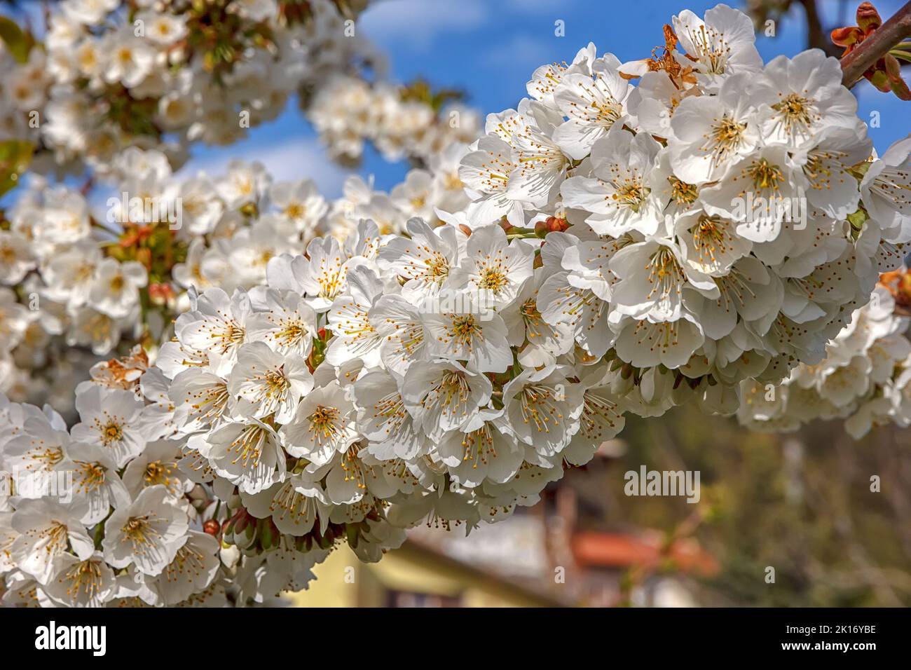 Beautiful gentle colors of the blossom tree in spring. Close Stock ...