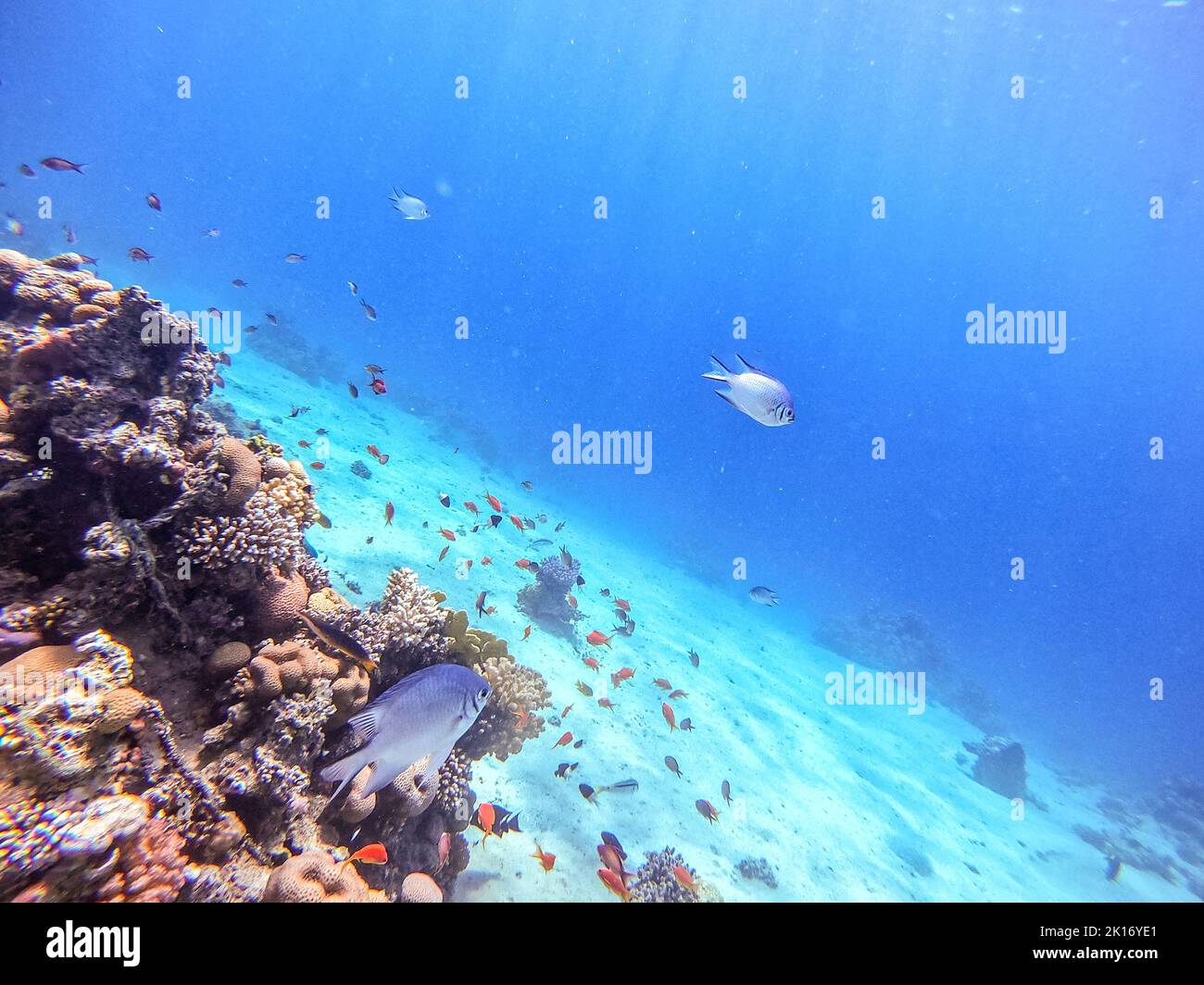 Underwater panoramic view of coral reef with shoal of Lyretail anthias ...