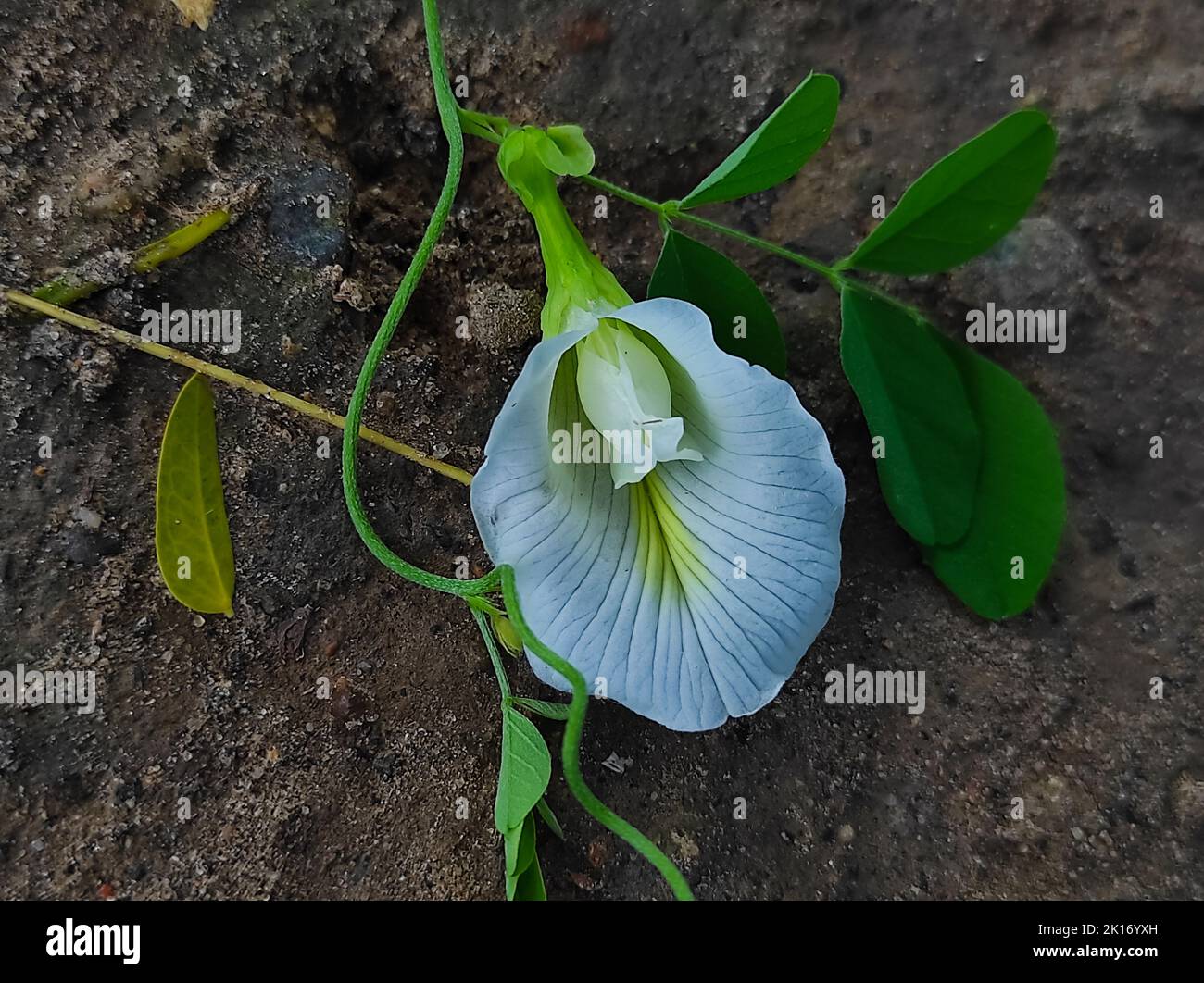 A Aprajita Shankhpushpi Yonipushpa Garni Kalijar Vishnukanta Clitoria ...