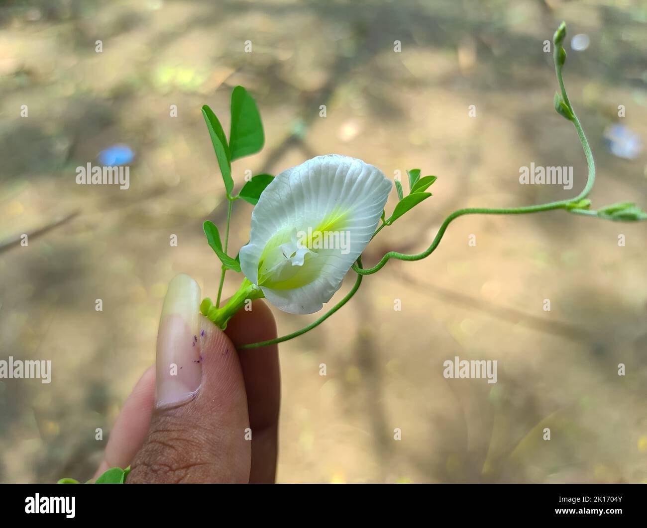 A Aprajita Shankhpushpi Yonipushpa Garni Kalijar Vishnukanta Clitoria ...