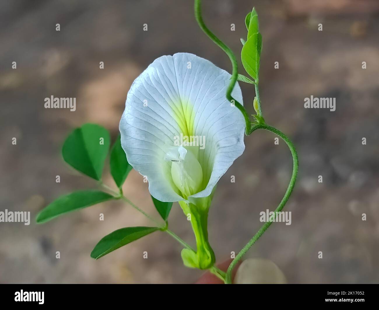 Winged leaved clitoria hi-res stock photography and images - Alamy