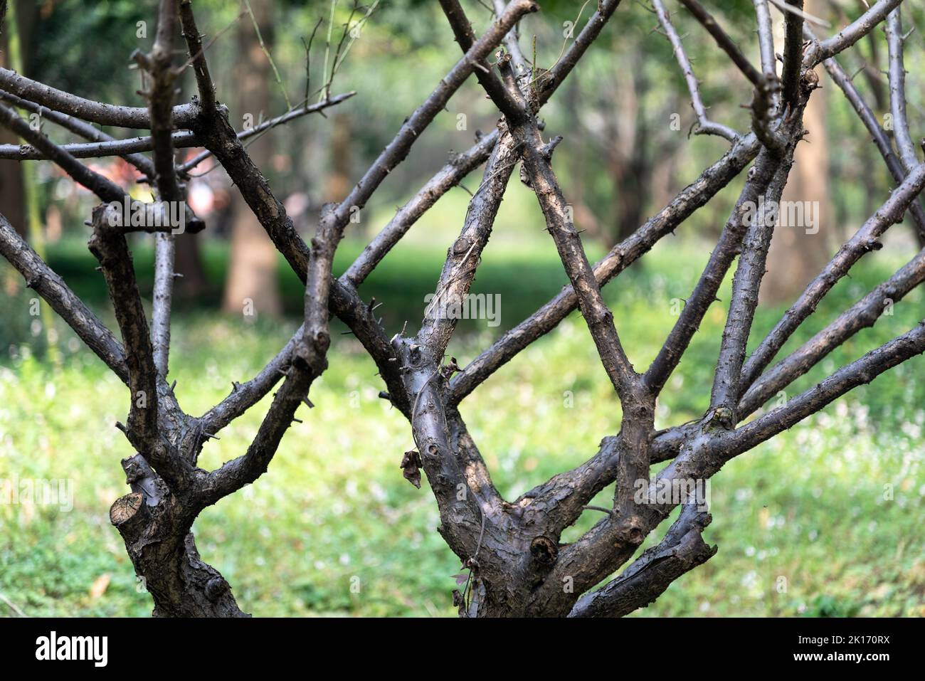 Stem of plum blossom Stock Photo - Alamy