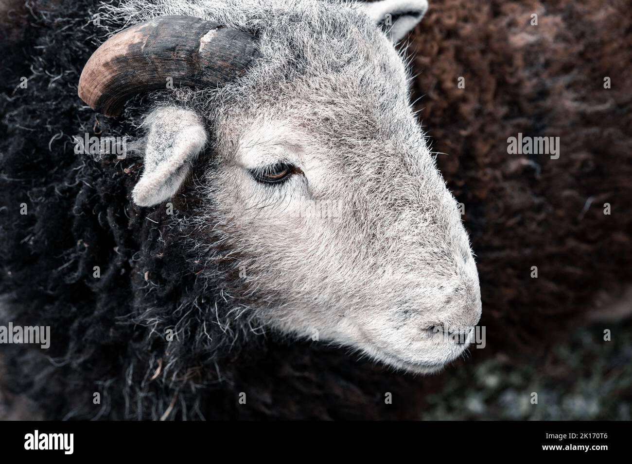 A side view portrait of a young rams sheep with blur background Stock ...
