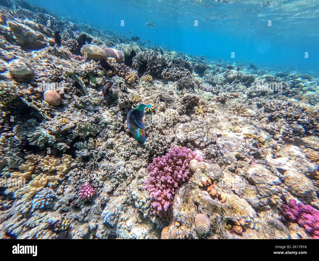 Colorful tropical Hipposcarus longiceps or Longnose Parrotfish known as ...