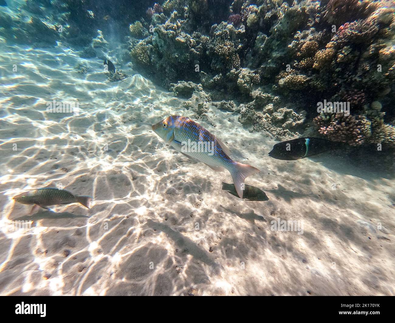 Tropical Spangled Emperor fish known as Lethrinus Nebulosus underwater ...