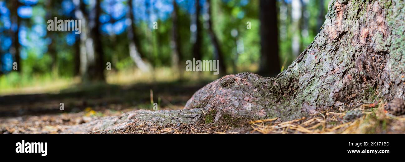 Close-up roots of pine in forest. Low point of view in nature landscape ...