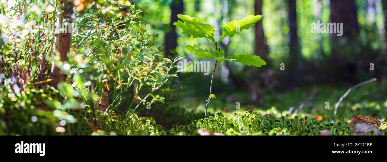 Panoramic background with closeup of forest green plants, moss and ...