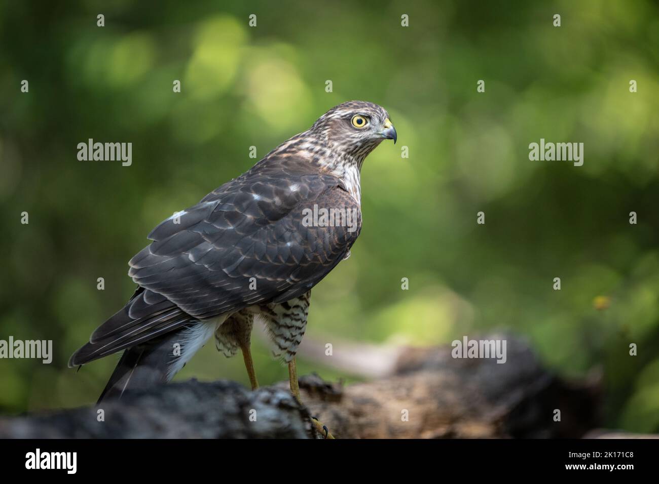 beautiful sparrow-hawk resting on a tree Stock Photo - Alamy