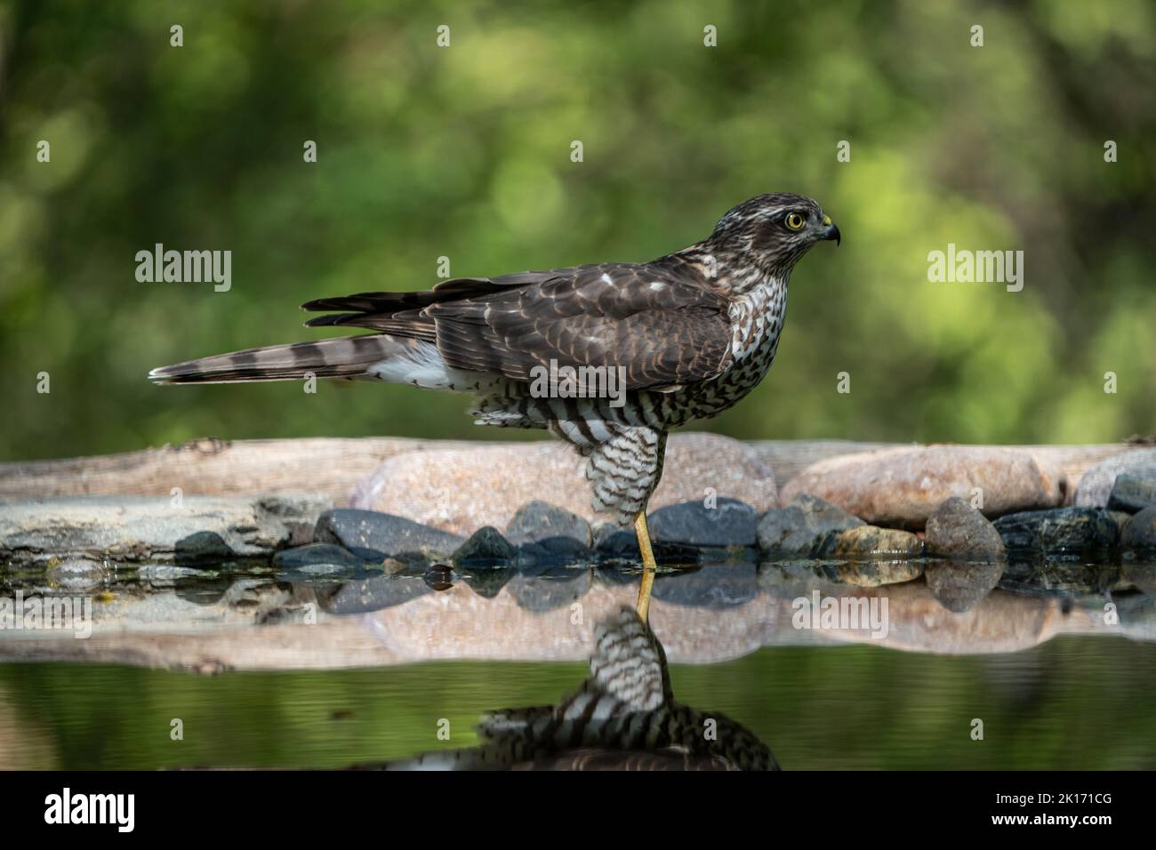 beautiful sparrow-hawk resting in water Stock Photo - Alamy