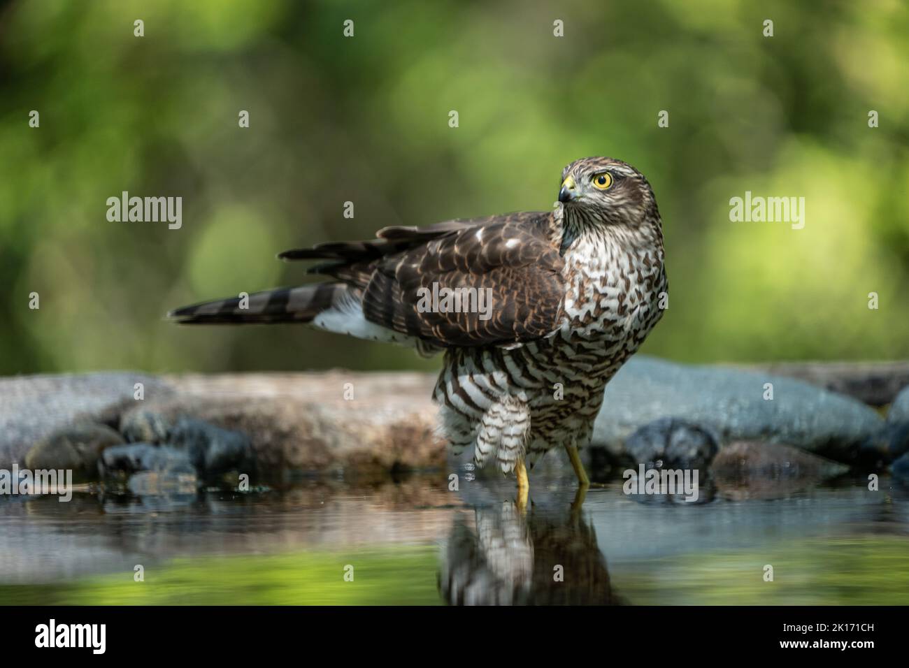 Japanese sparrow hawk hi-res stock photography and images - Alamy