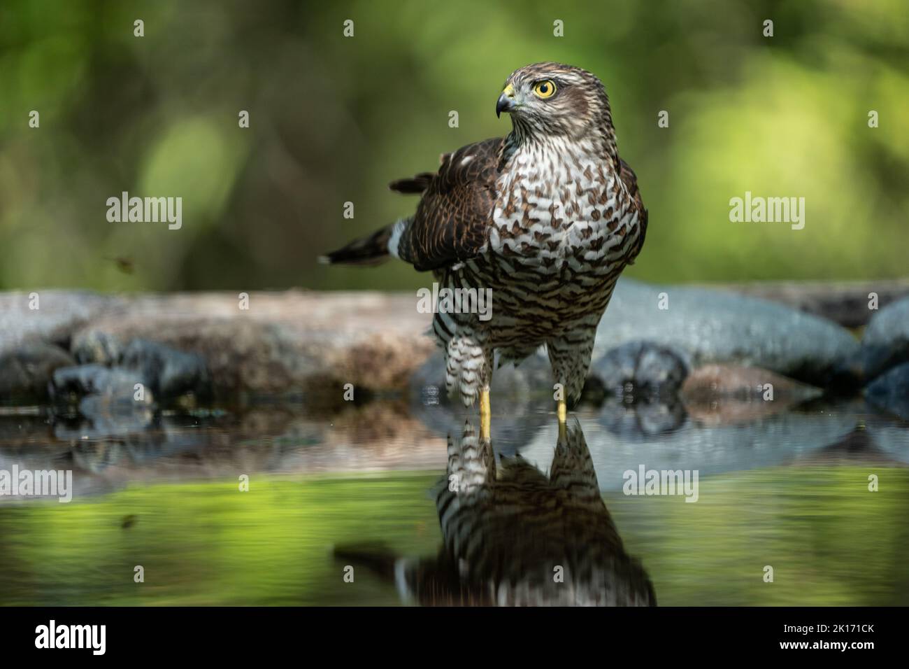 Japanese sparrow hawk hi-res stock photography and images - Alamy