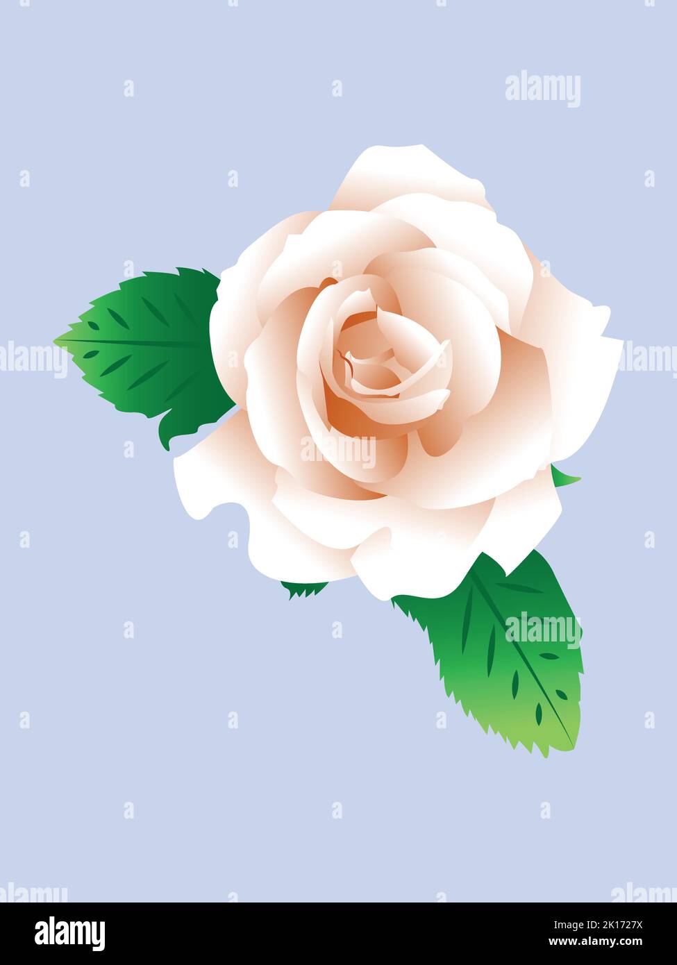 A vertical of a white rose isolated on a blue background Stock Vector ...