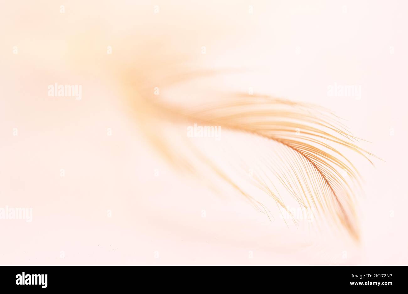 Pastel color trends feather texture abstract background, soft luxury ...