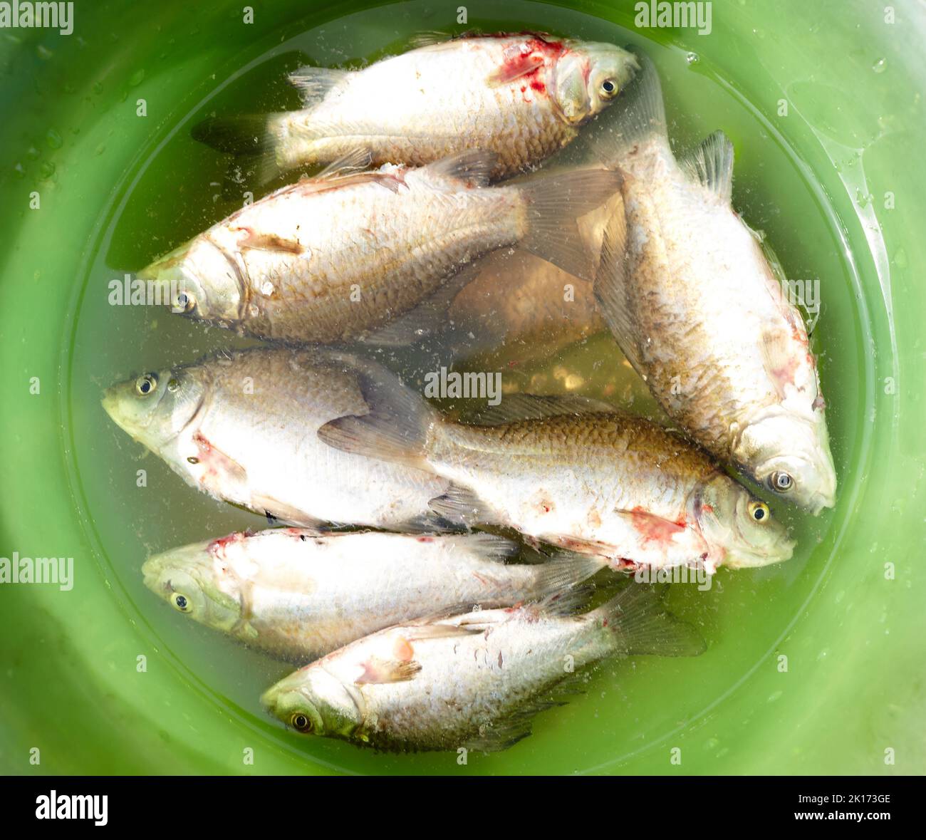 Fisherman's catch. Fish in water after being caught, closeup. Selective ...