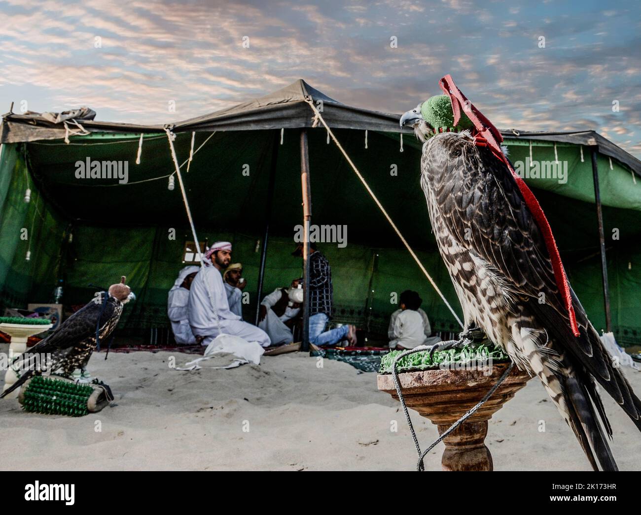 Arab man in desert falcon hi-res stock photography and images - Alamy