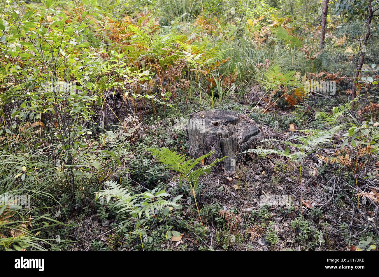 Tree stump in a bright forest. Tree stump after deforestation Stock ... Tree stump in a bright forest. Tree stump after deforestation Stock ...
