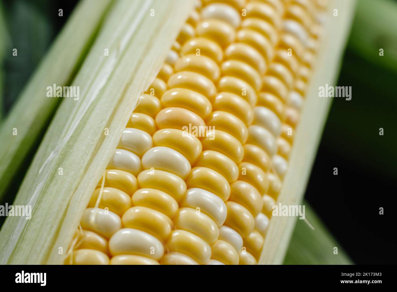 Raw corn on a dark background. Corn cobs in leafy green Stock Photo - Alamy