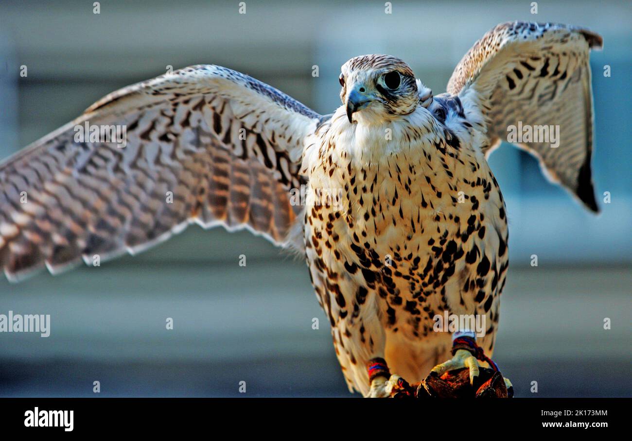 Arab man in desert falcon hi-res stock photography and images - Alamy