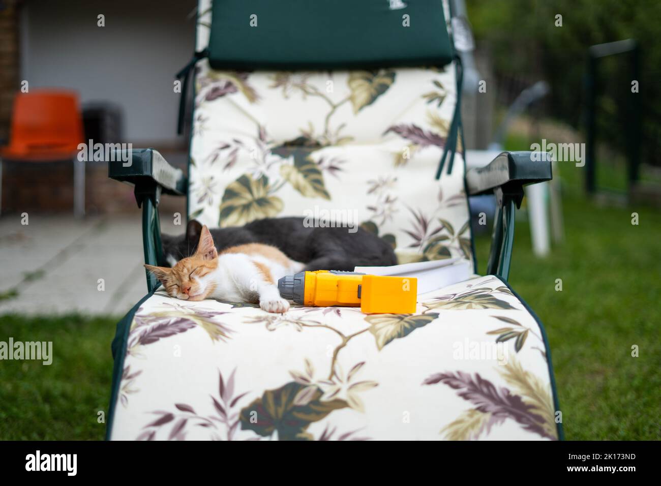 Two cats, ginger and black, are lying on a chair in the yard in front ...