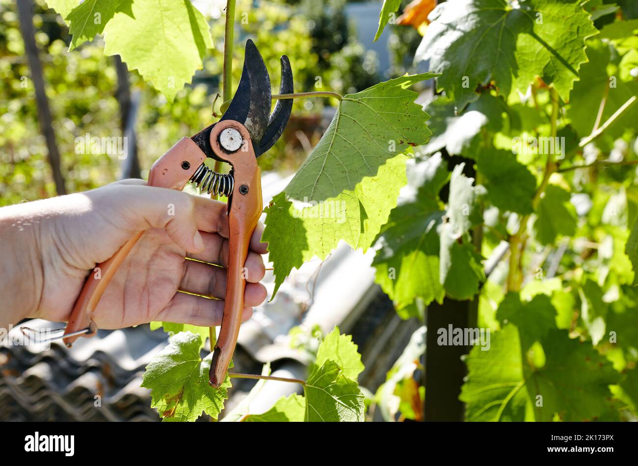 Man gardening in backyard. Worker's hands with secateurs cutting off wilted leafs on grapevine ...