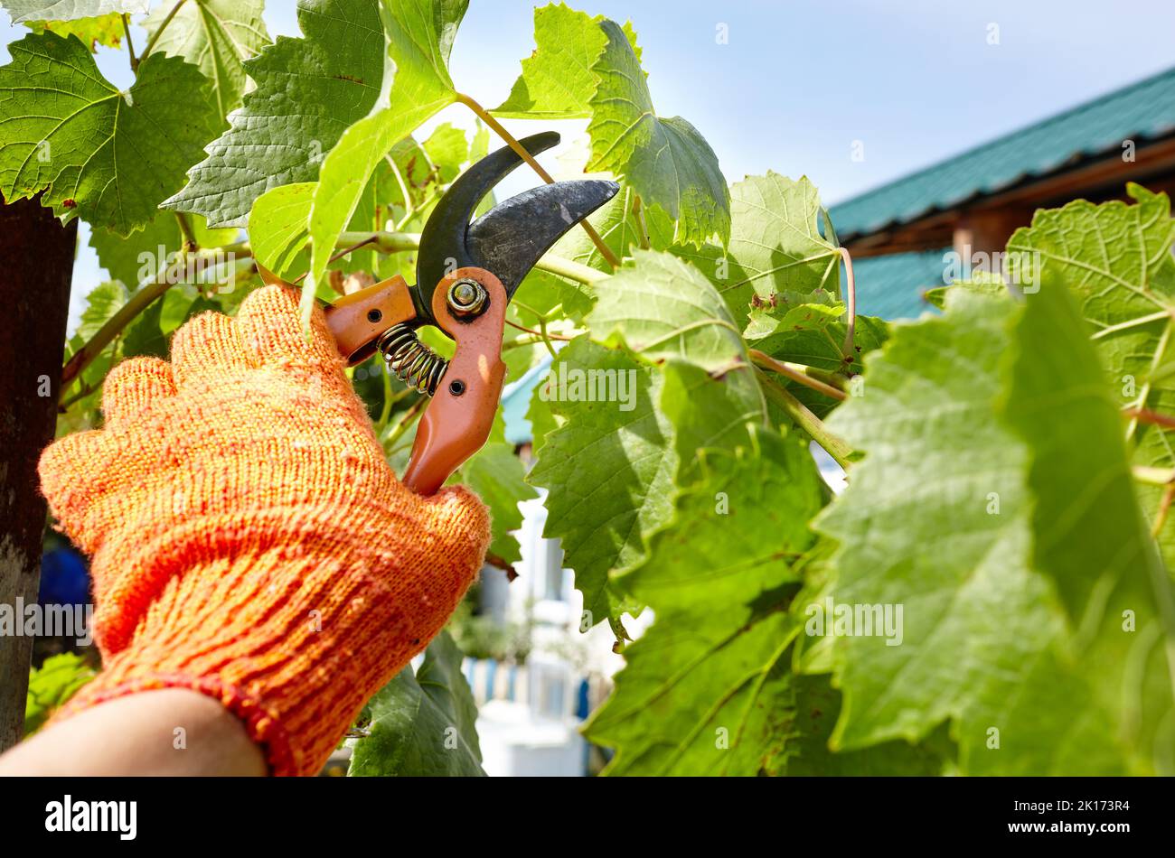 Man gardening in backyard. Worker's hands with secateurs cutting off wilted leafs on grapevine ...