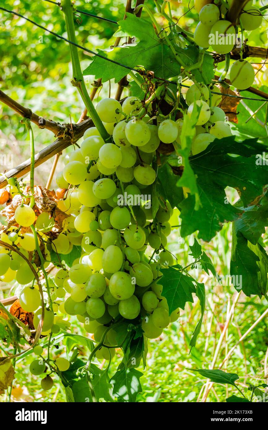 Bunches of vines, varieties, Muscat Italy. Bunches on the vine of the ...