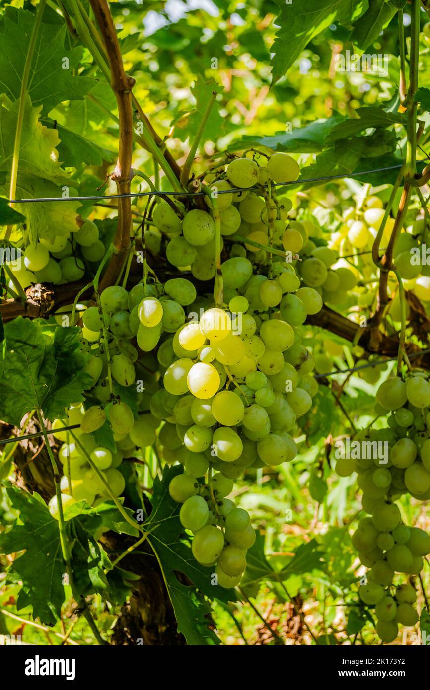 Bunches of vines, varieties, Muscat Italy. Bunches on the vine of the ...
