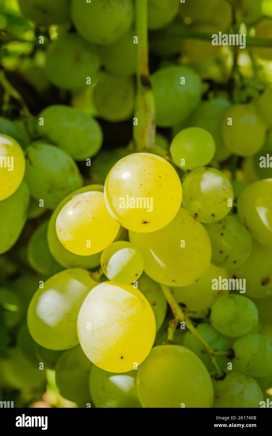 Bunches of vines, varieties, Muscat Italy. Bunch of berries on vine of ...