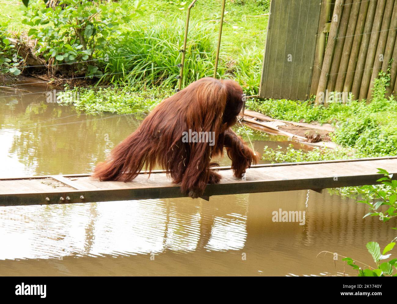Hairy orangutan hi-res stock photography and images - Alamy