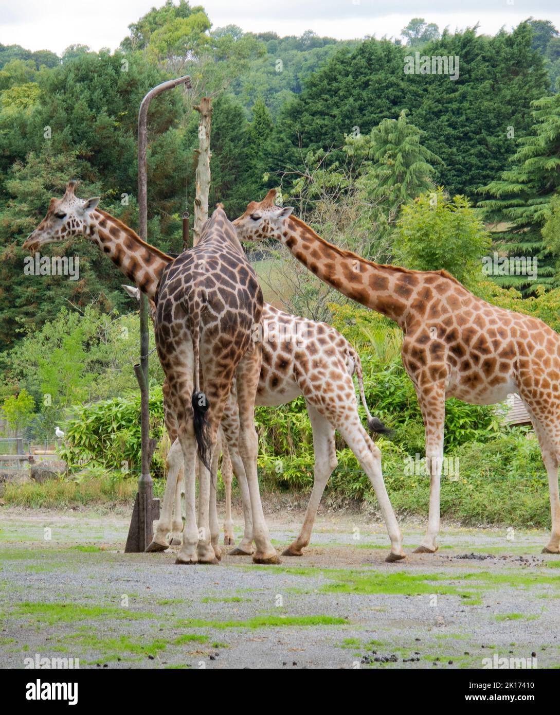 Giraffe family hi-res stock photography and images - Alamy