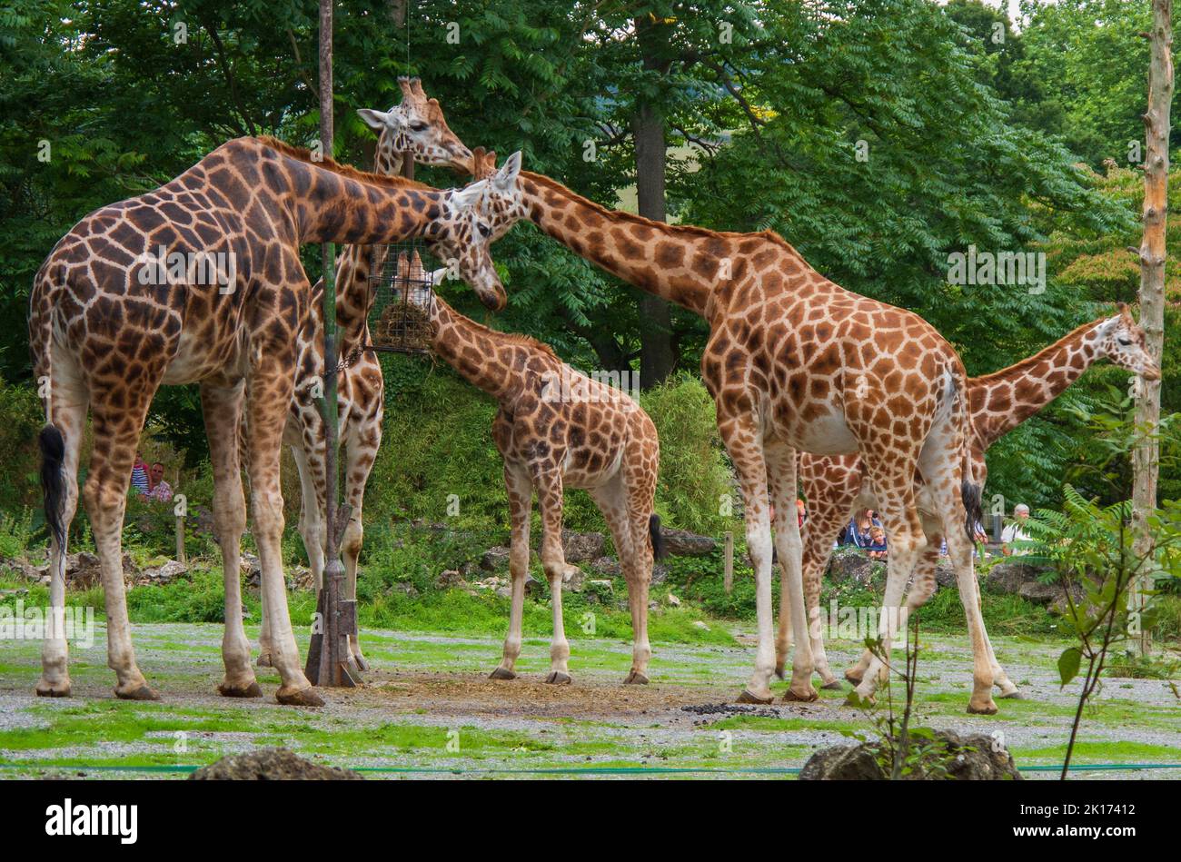 Giraffe family hi-res stock photography and images - Alamy