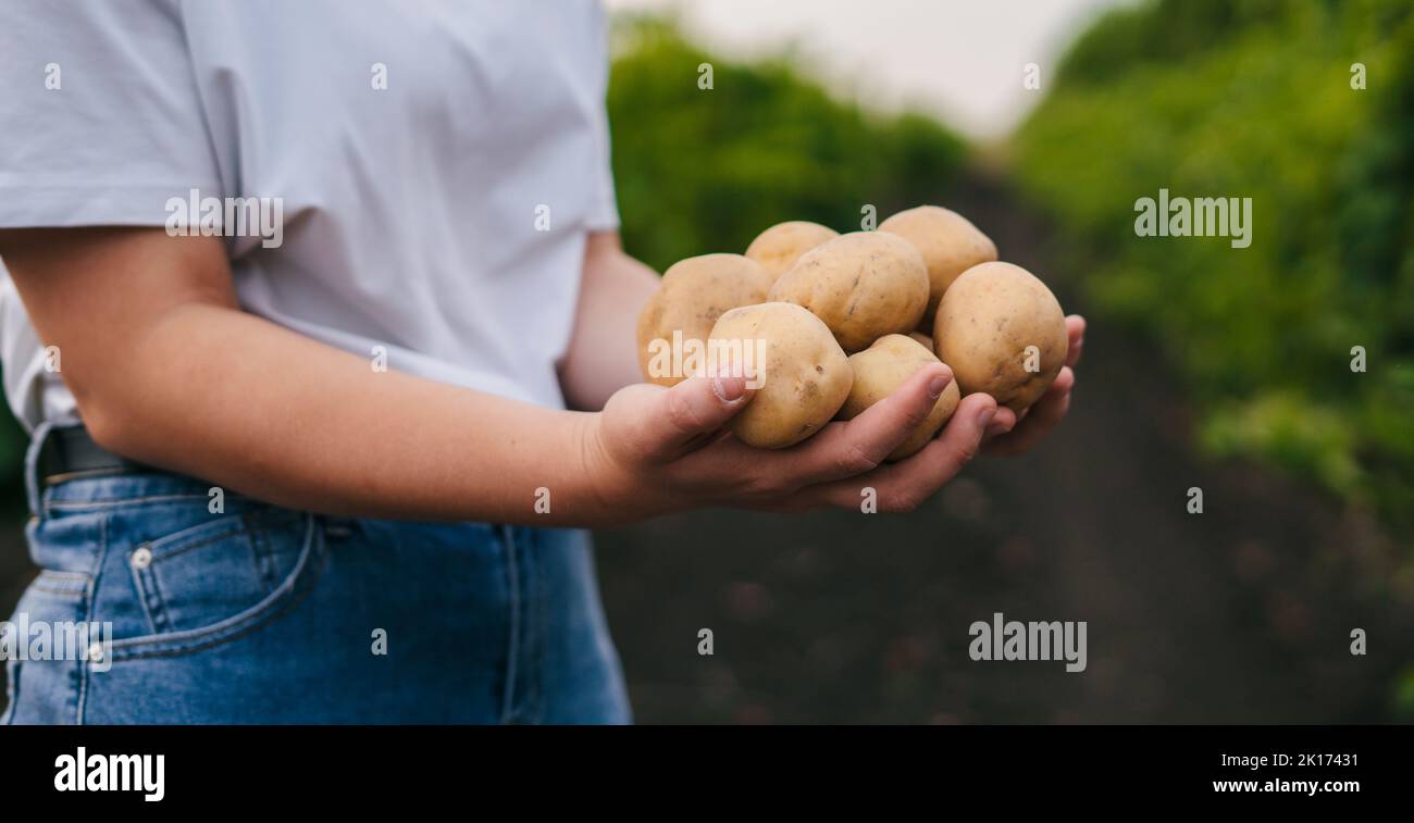Woman's hands with organic potatoes standing outdoors in the garden ...
