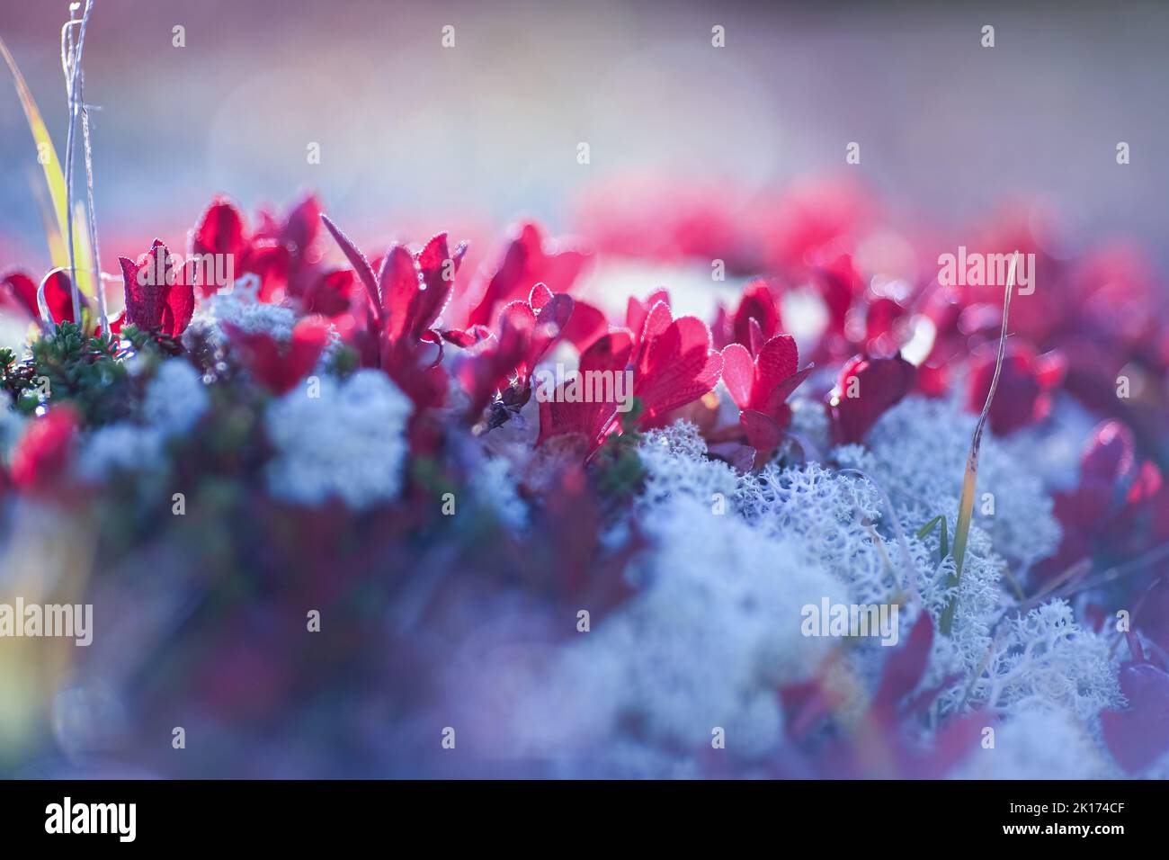 Colorful vivid alpine flora grouse berry (Arctostaphylos alpinus) in ...