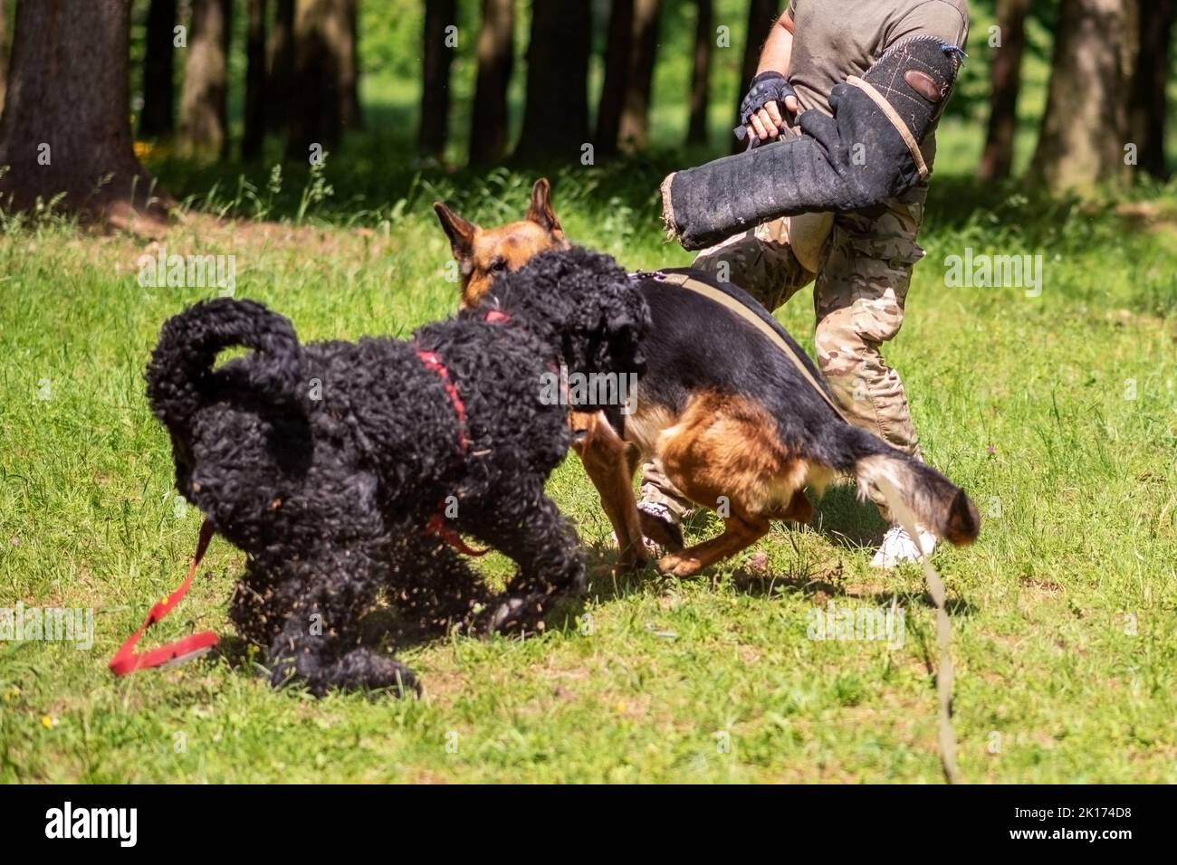 Black Russian Terrier vs German Shepherd fight. High quality photo ...