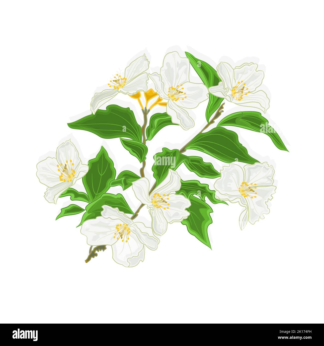 Floral tea branch vector Cut Out Stock Images & Pictures - Alamy