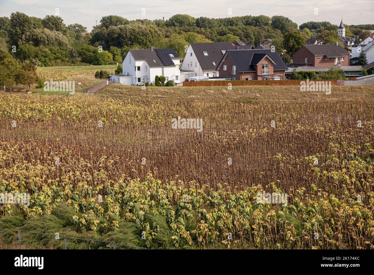 field with withered sunflowers in the floodplain of the river Rhine in ...