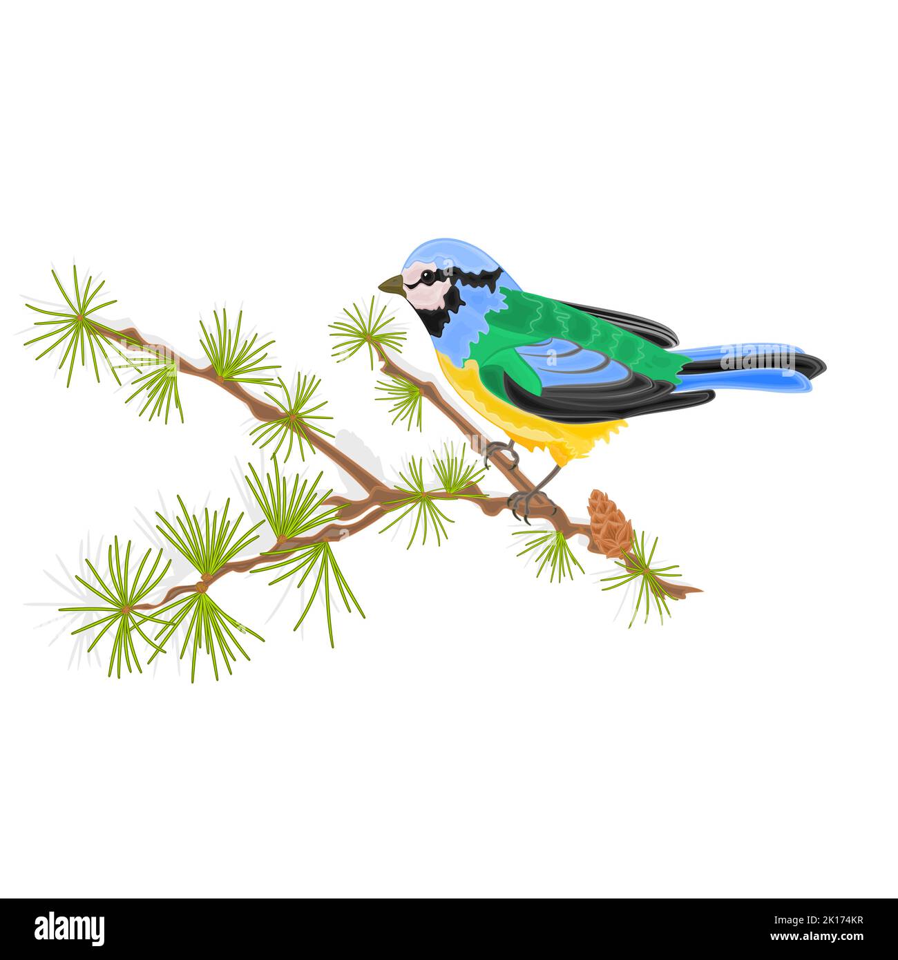 Titmouse bird on branch larch vector illustration Stock Vector Image ...