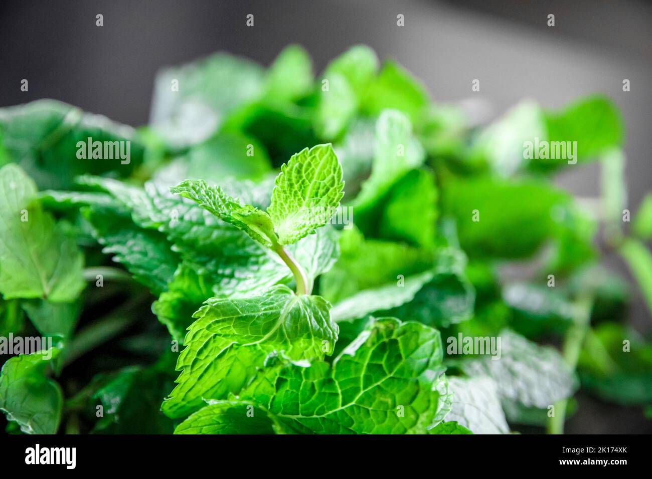 Bunch of fresh mint closeup view. Food background Stock Photo - Alamy